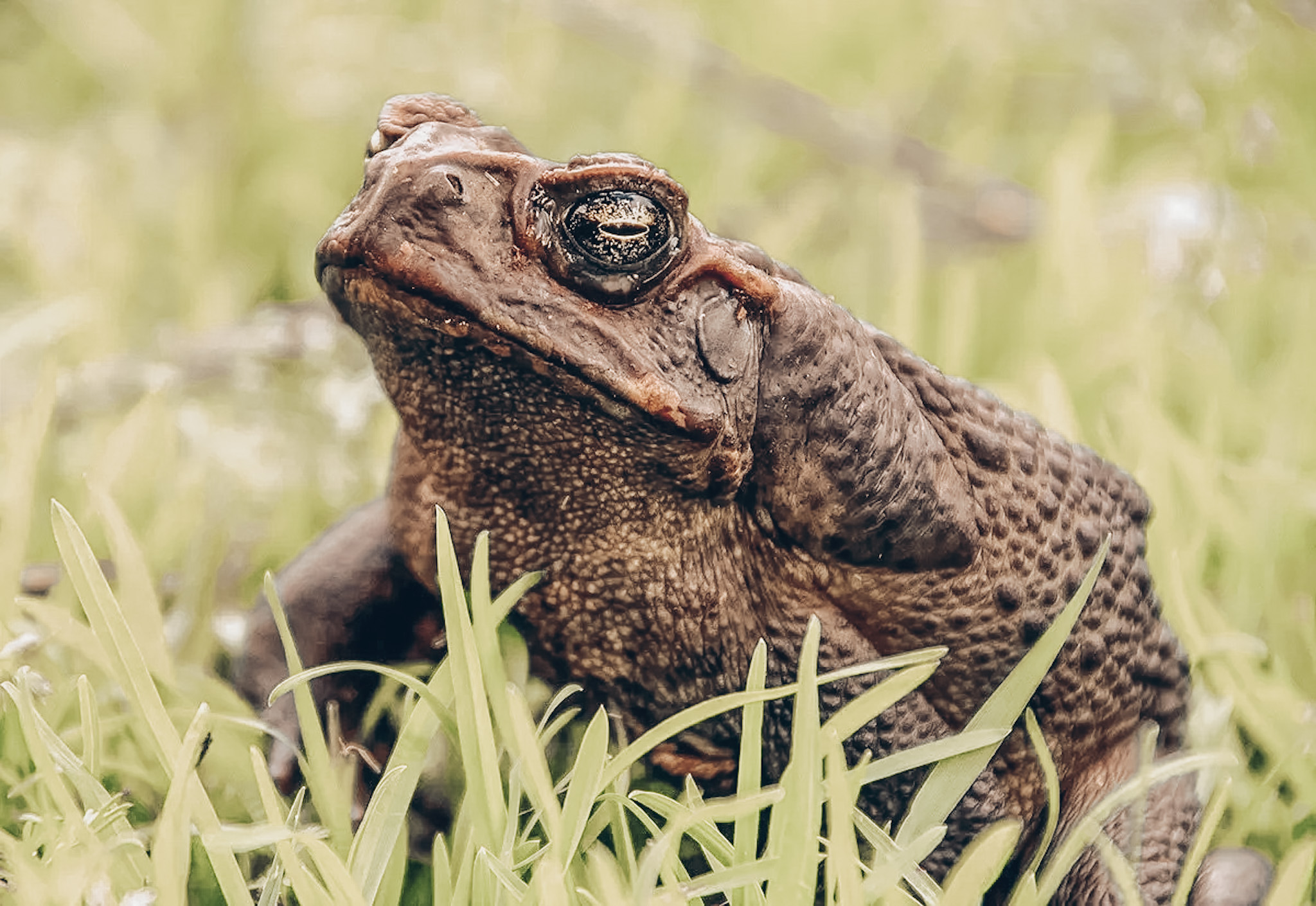 Intoxicación por veneno de sapo